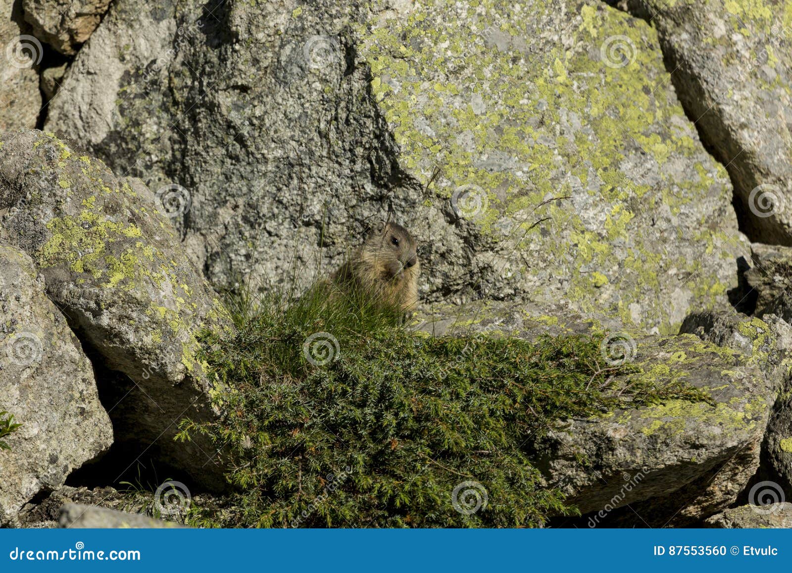 Marmot eating stock photo. Image of cute, alpine, hoary - 87553560
