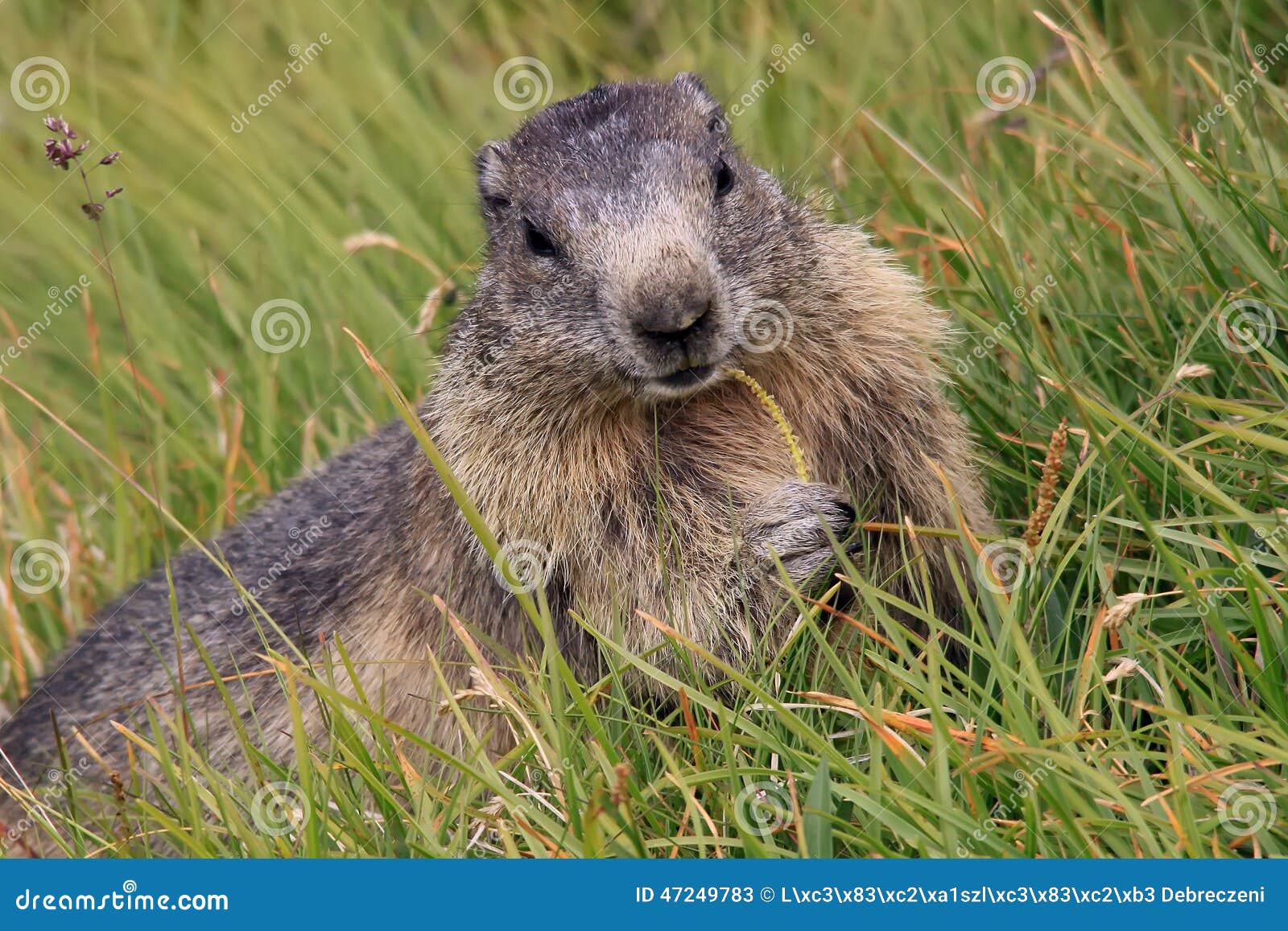 Marmot eating grass stock image. Image of eating, marmot - 47249783