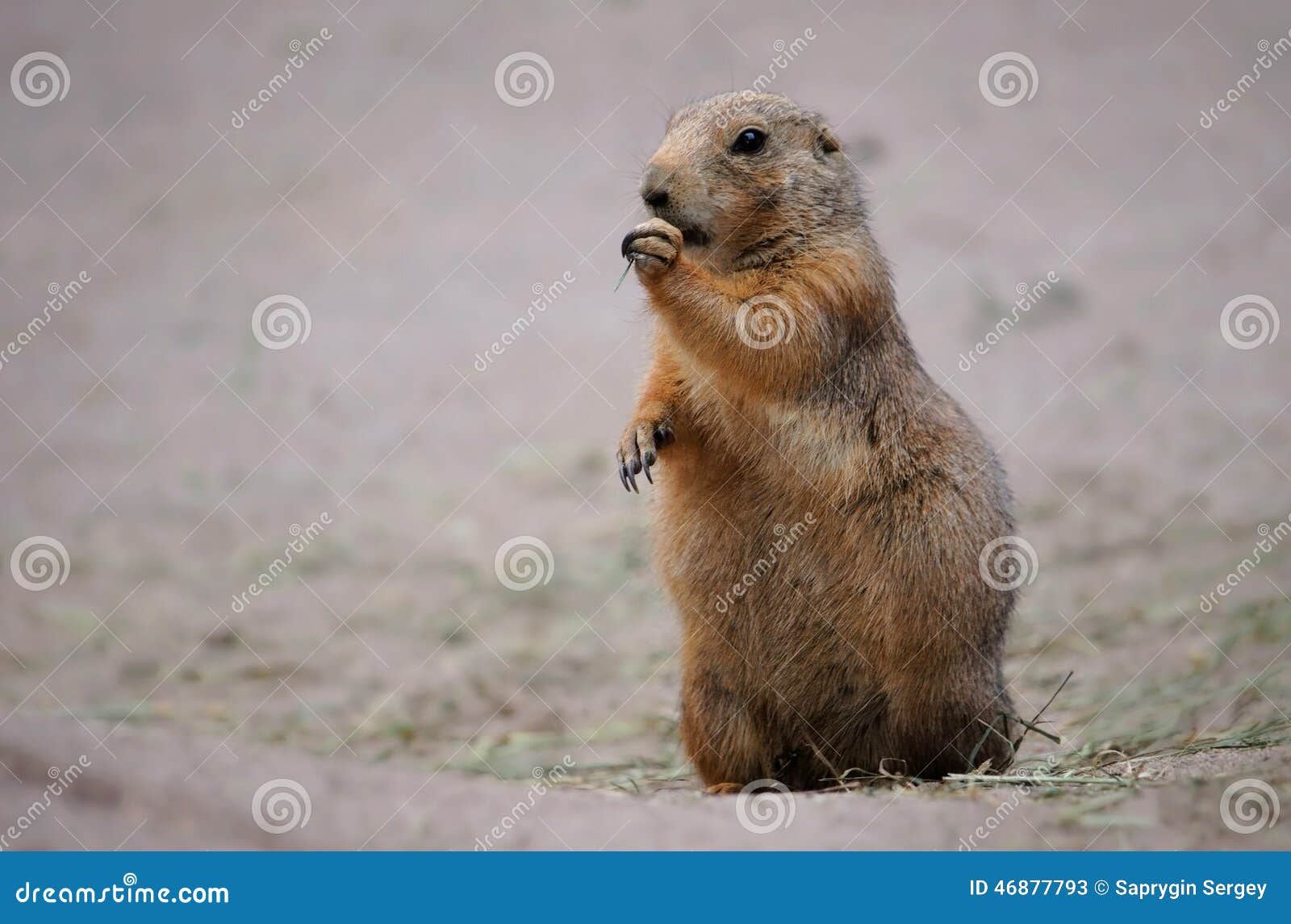 Marmot eating grass stock image. Image of eating, mammal - 46877793