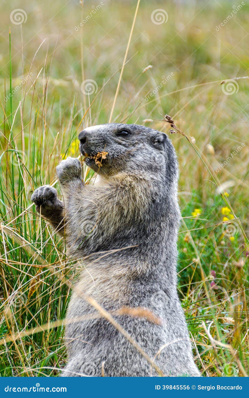 Marmot while eating stock photo. Image of tourism, summer - 39845556