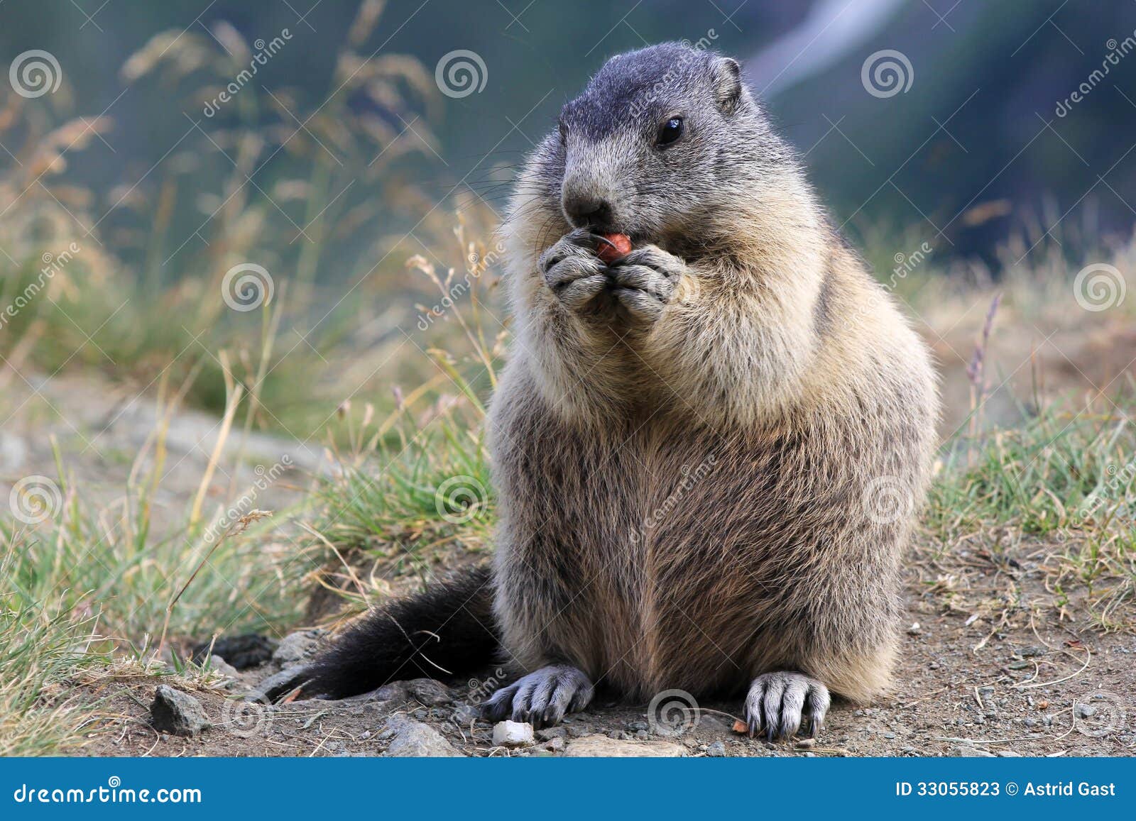 The marmot stock image. Image of alps, food, highlevel - 33055823