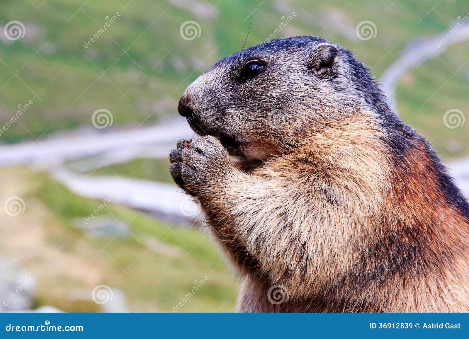 The marmot stock image. Image of mountain, groundhogs - 36912839