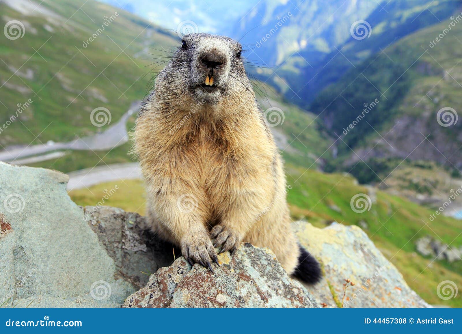 The marmot stock photo. Image of alps, curious, gnawing - 44457308