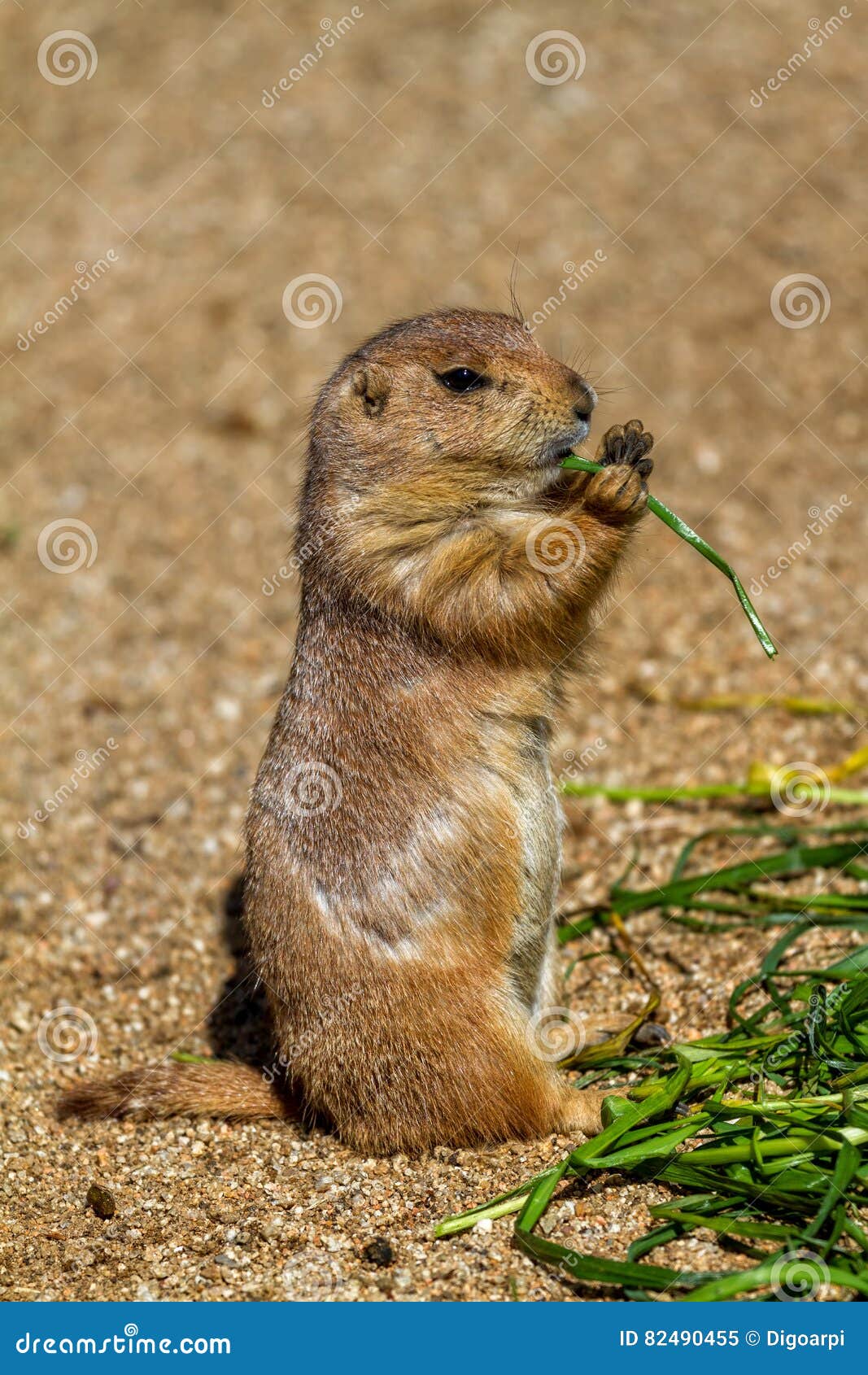 Marmot Eating Something Green Leaf Stock Image - Image of looking ...