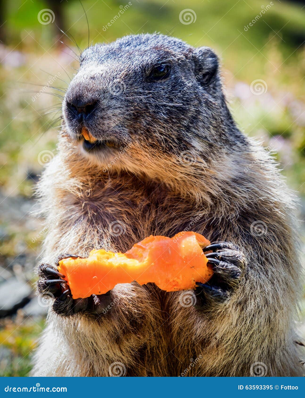 Marmot stock image. Image of carrot, mountains, outdoor - 63593395
