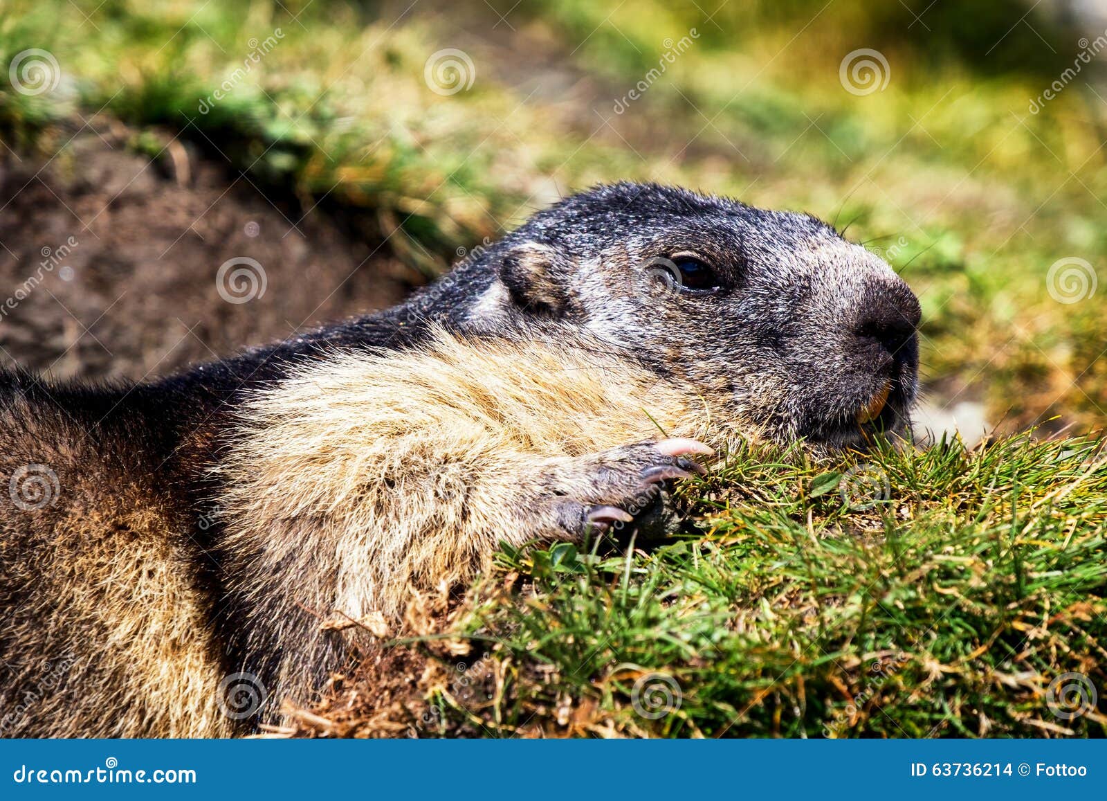 Marmot stock photo. Image of grass, outdoor, flaviventris - 63736214