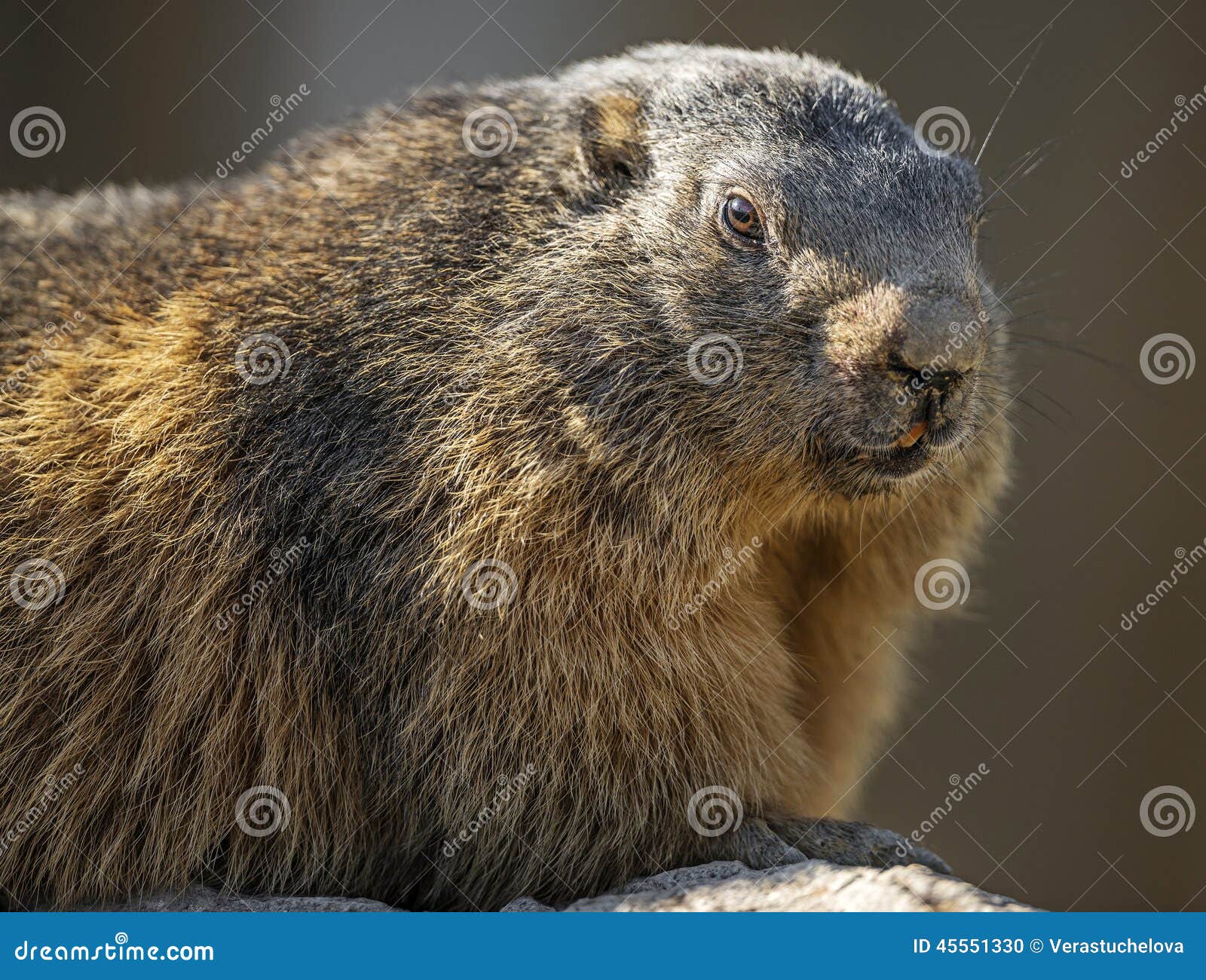 Marmot face stock photo. Image of groundhog, herbivore - 45551330