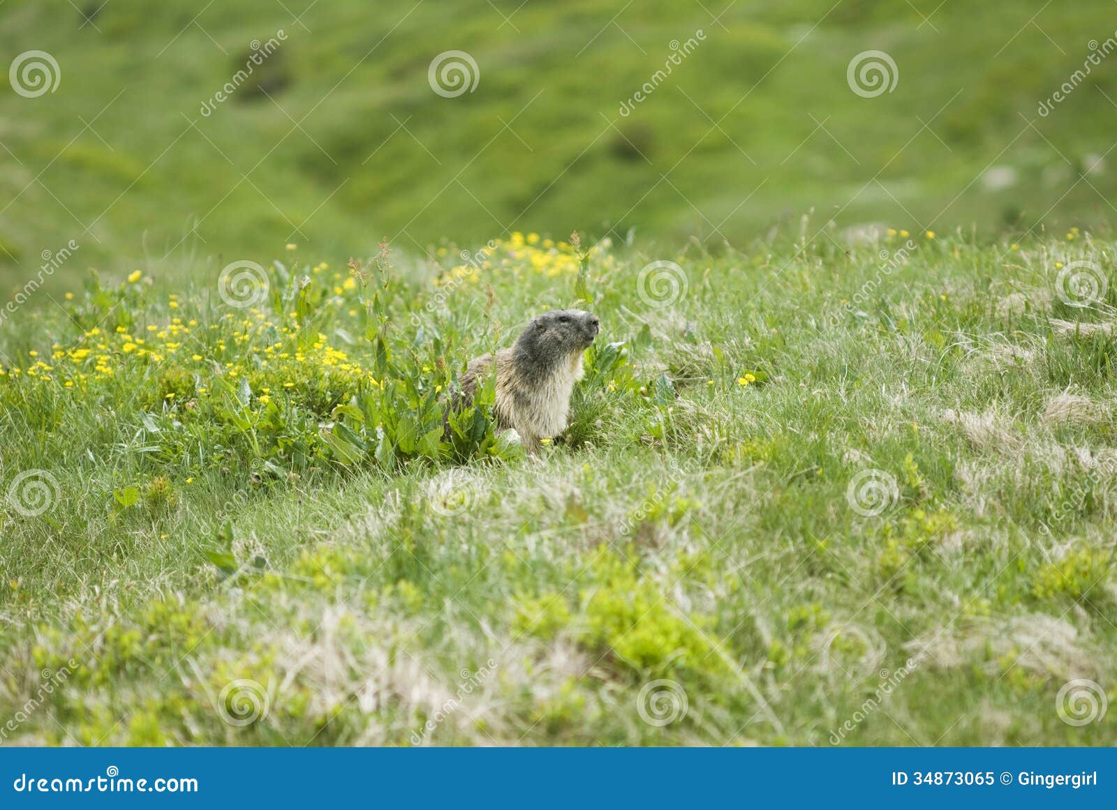 Marmot stock image. Image of wallpaper, yellow, alps - 34873065
