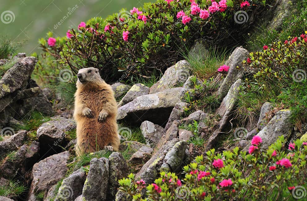 Marmot between flowers stock image. Image of rhododendron - 13332795