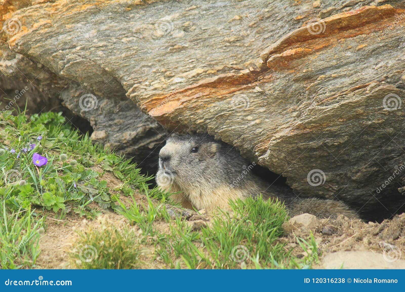 Marmot in front of the den stock photo. Image of vegetation - 120316238