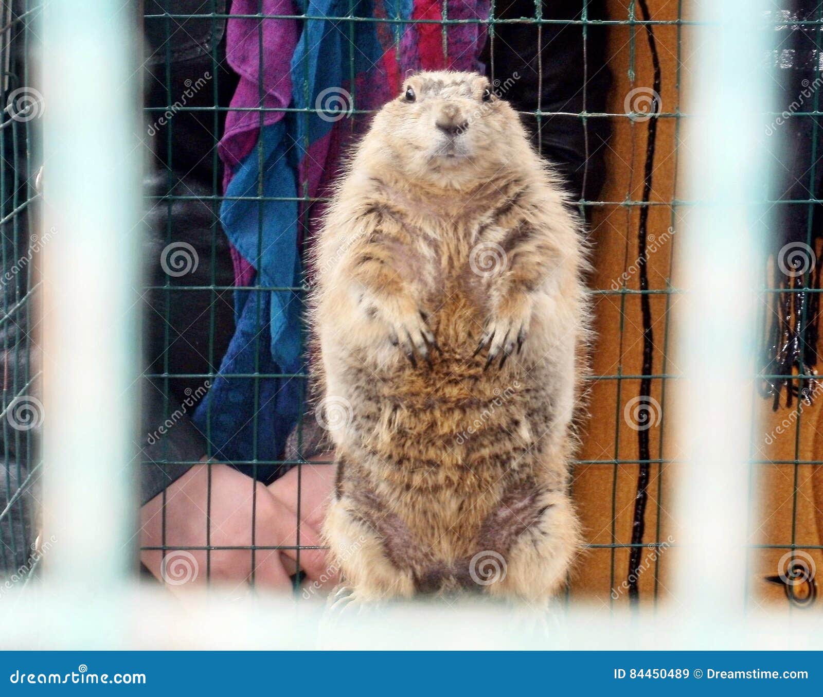 Marmot stock image. Image of suits, rodent, funny, standing - 84450489