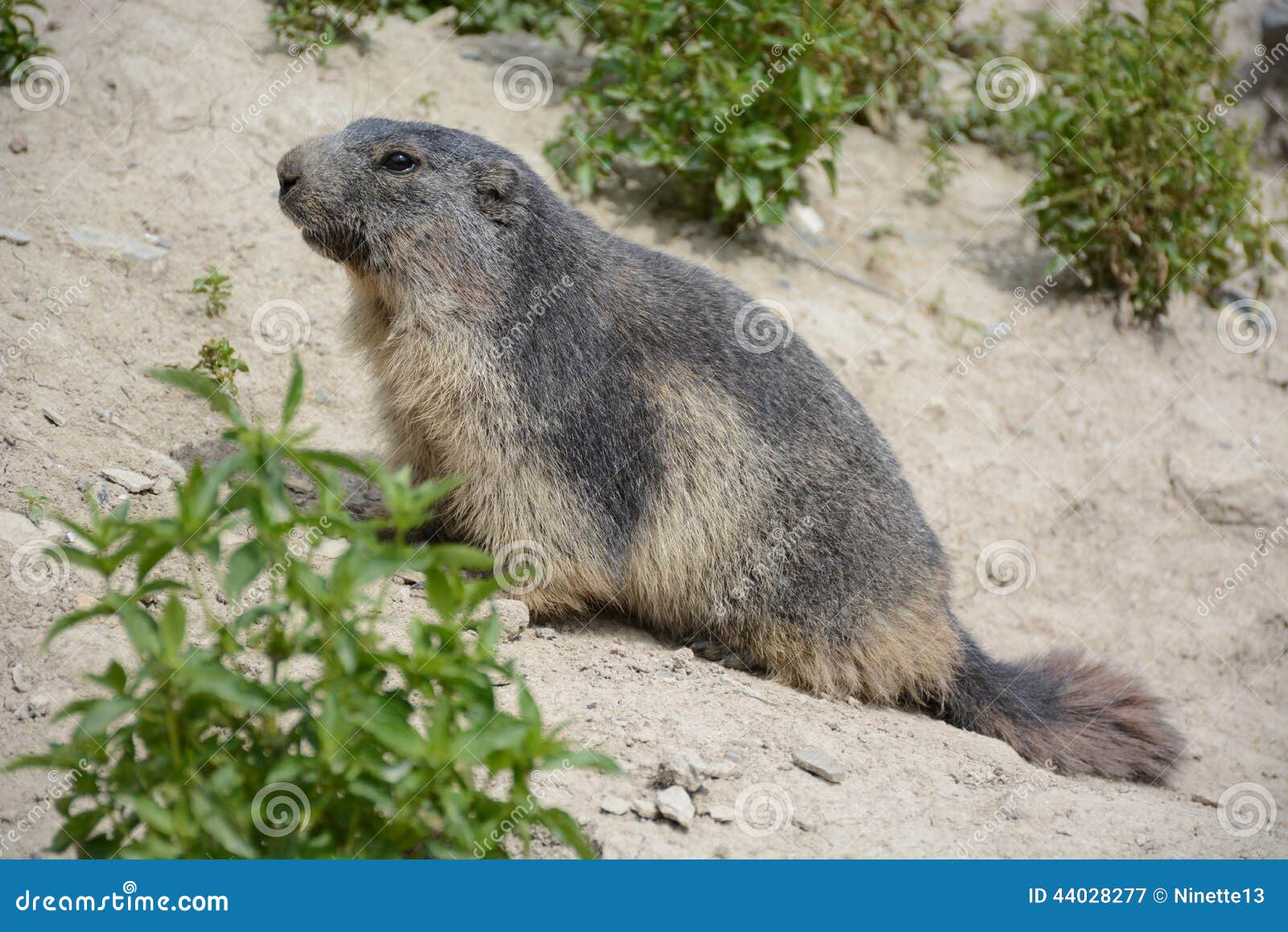 Marmot stock image. Image of cute, marmots, mammal, guards - 44028277