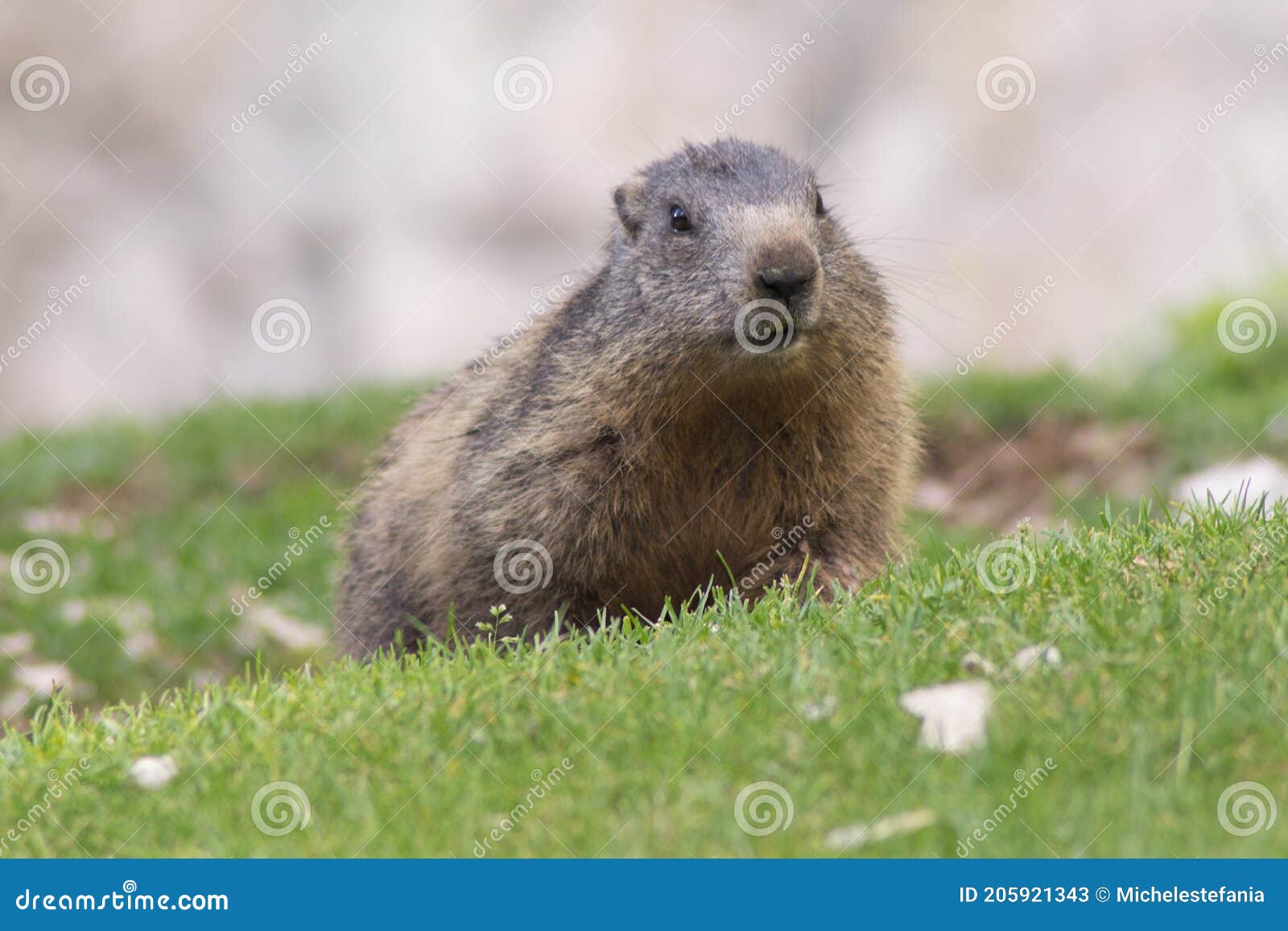 Marmot portrait stock image. Image of eyes, green, close - 205921343