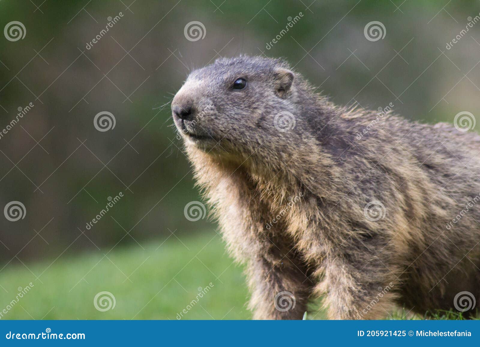 Marmot portrait stock image. Image of head, eyes, nature - 205921425