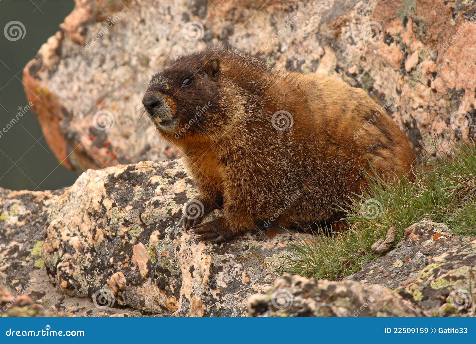 Marmot Grinning stock image. Image of scree, yellow, national - 22509159
