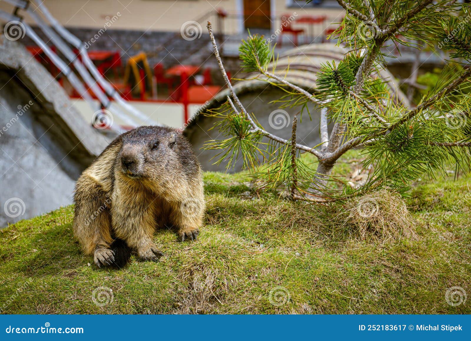 Marmot Held in Captivity on Grimselpass Stock Image - Image of small ...