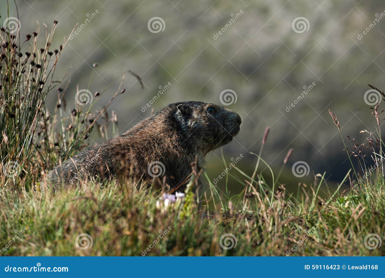 Marmot stock image. Image of animals, snow, grosglockner - 59116423