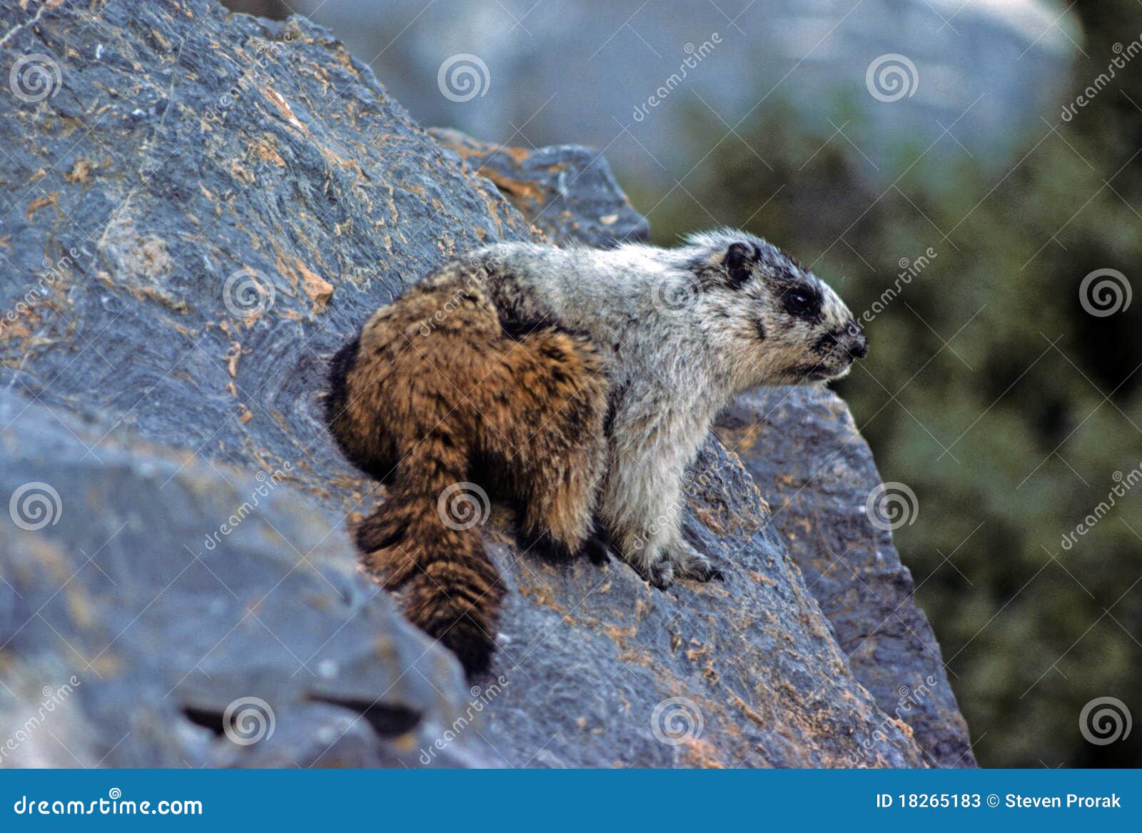 Marmot in his home stock image. Image of nature, hoary - 18265183