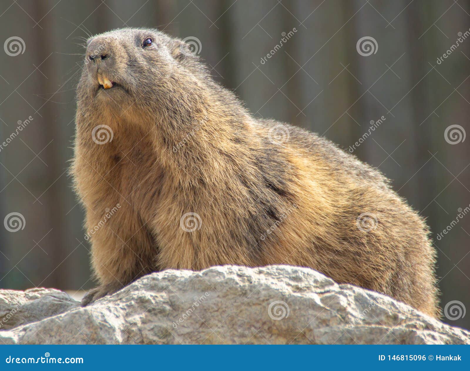 Marmot with Huge Teeth on Rock Stock Photo - Image of prairie, cute ...