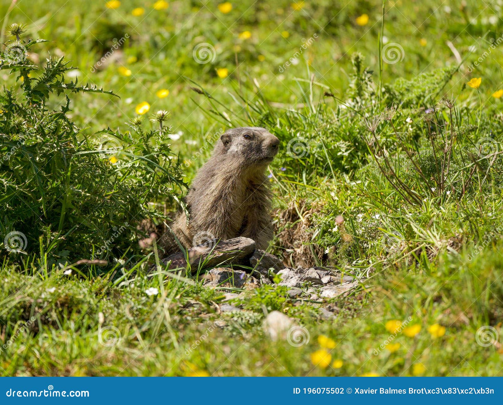 A Marmot Keeping Watch from Its Den Stock Photo - Image of keeping ...