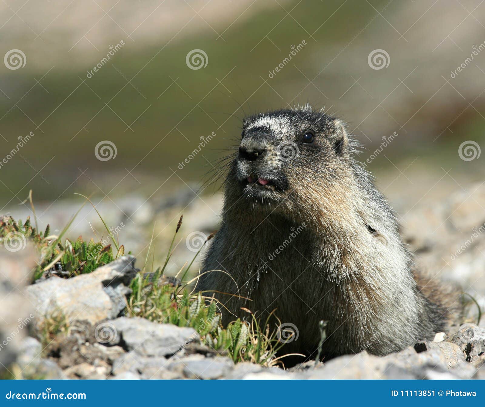Marmot Kiss stock image. Image of animal, alberta, canada - 11113851