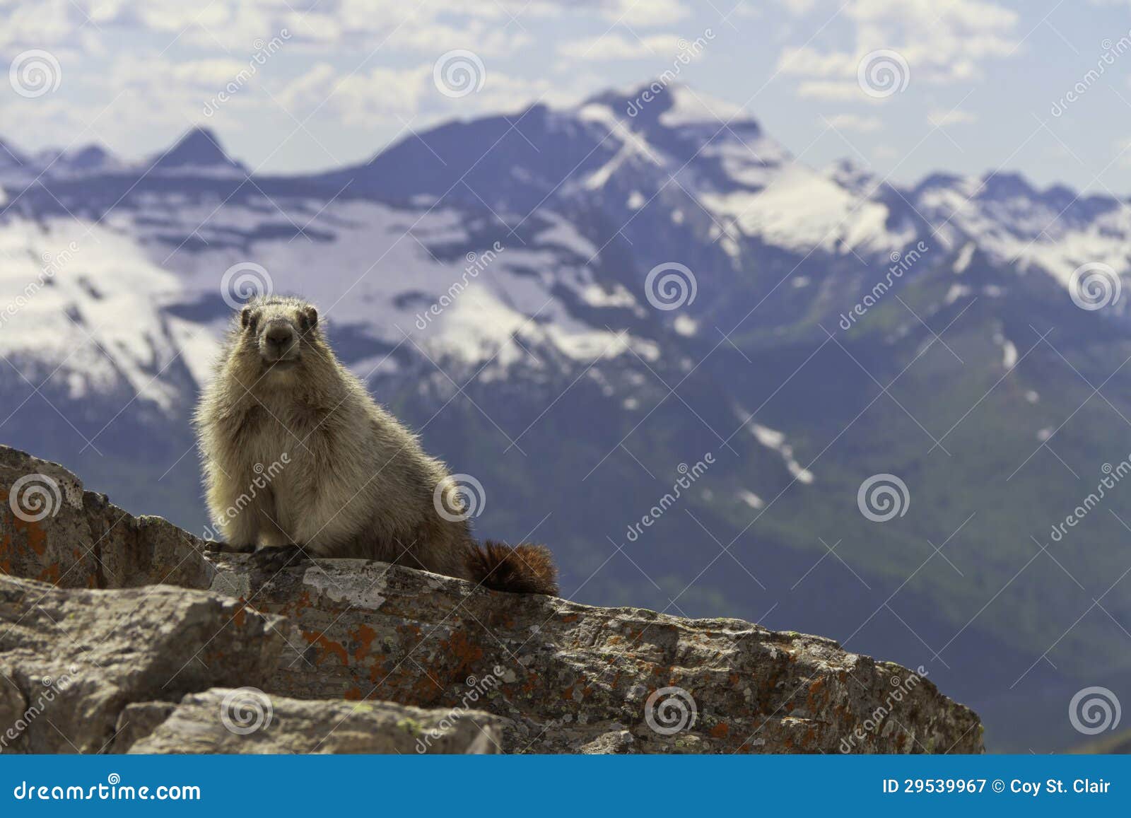 A Marmot Looking at the Camera Stock Image - Image of furry, glacier ...