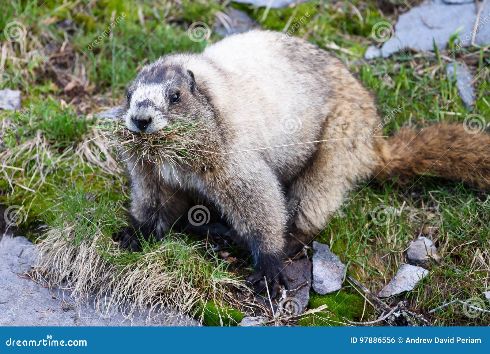 Marmot stock photo. Image of mouth, beauty, claws, close - 97886556