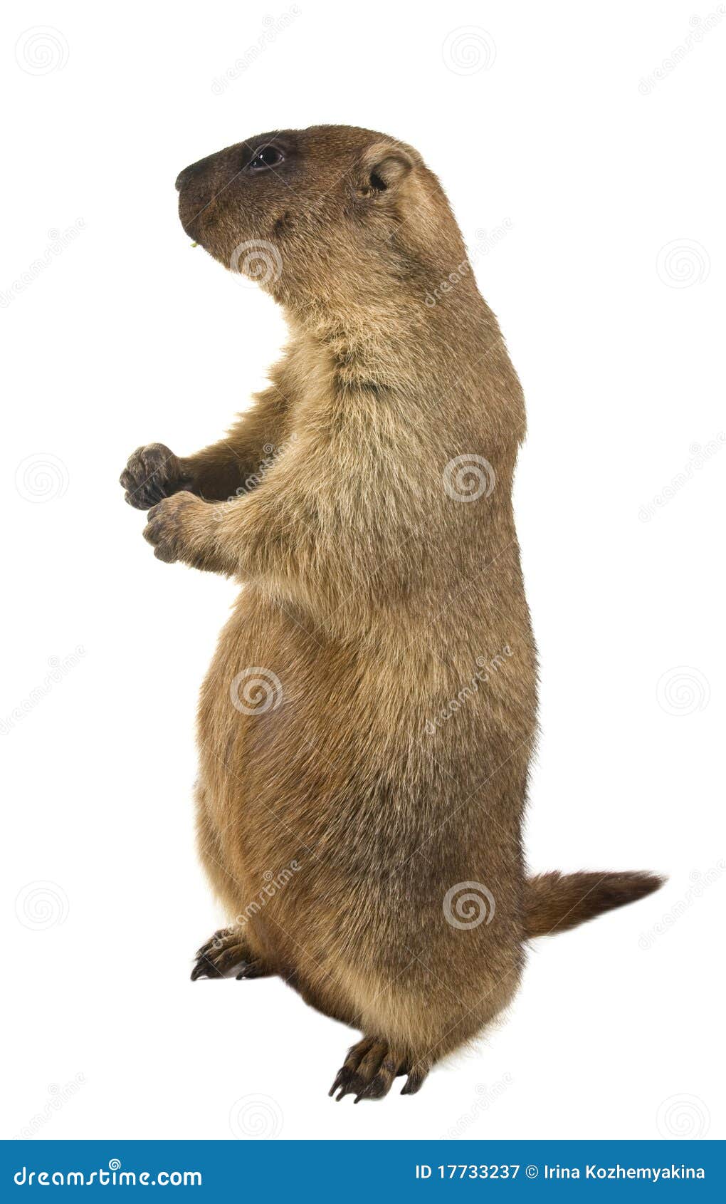 Marmot (Marmota steppe) stock image. Image of profile - 17733237