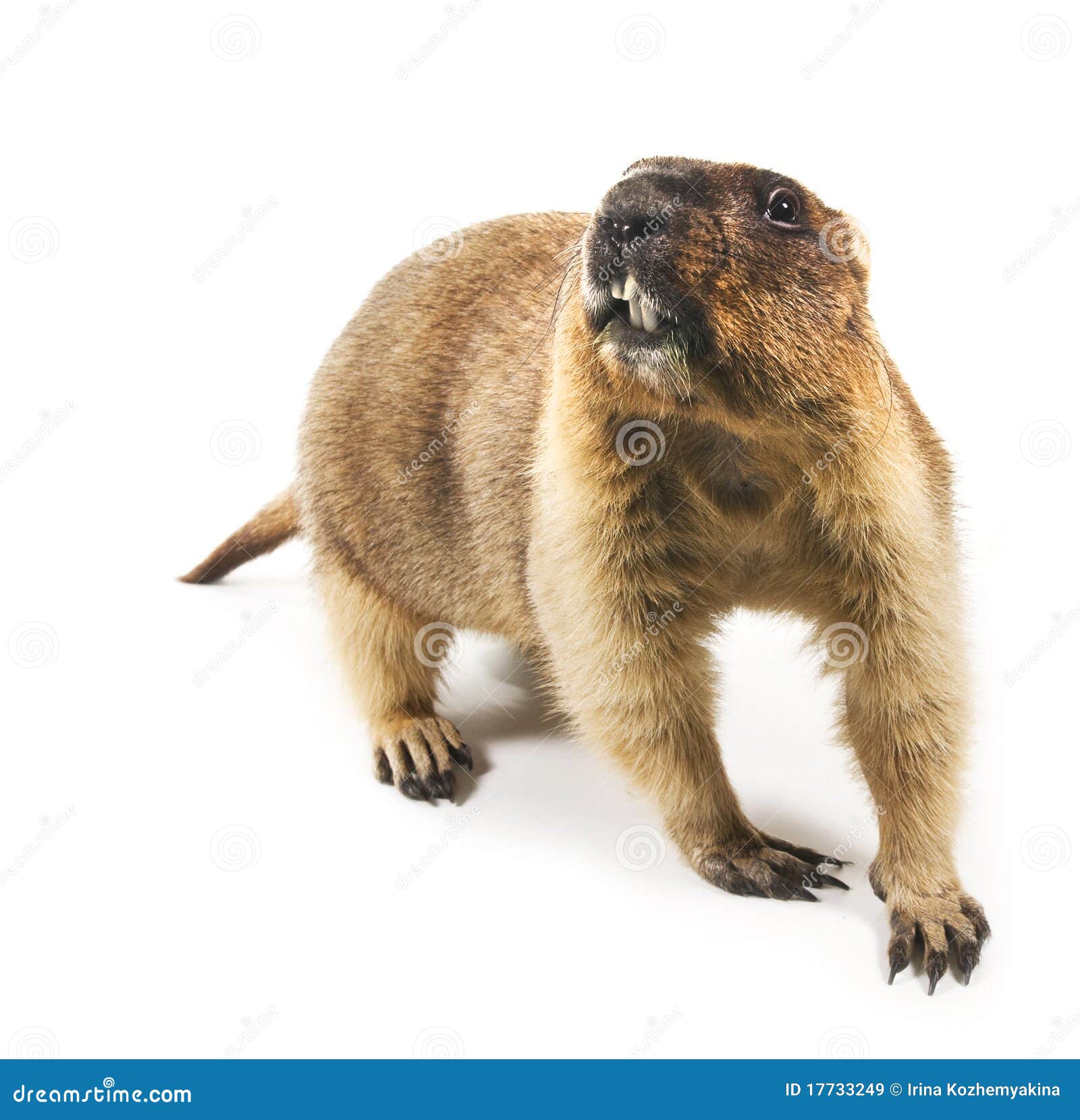 Marmot (Marmota Steppe) on a White Background Stock Image - Image of ...