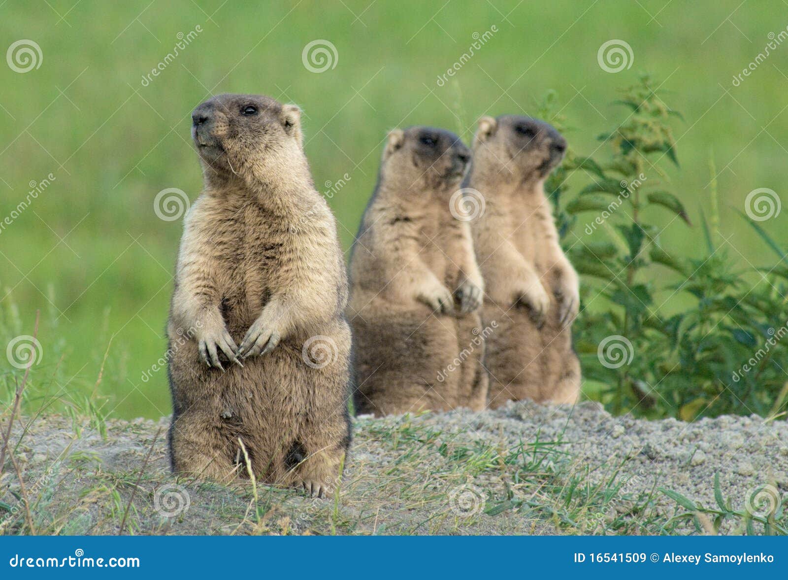 Marmot in meadow stock image. Image of claws, field, grounddog - 16541509
