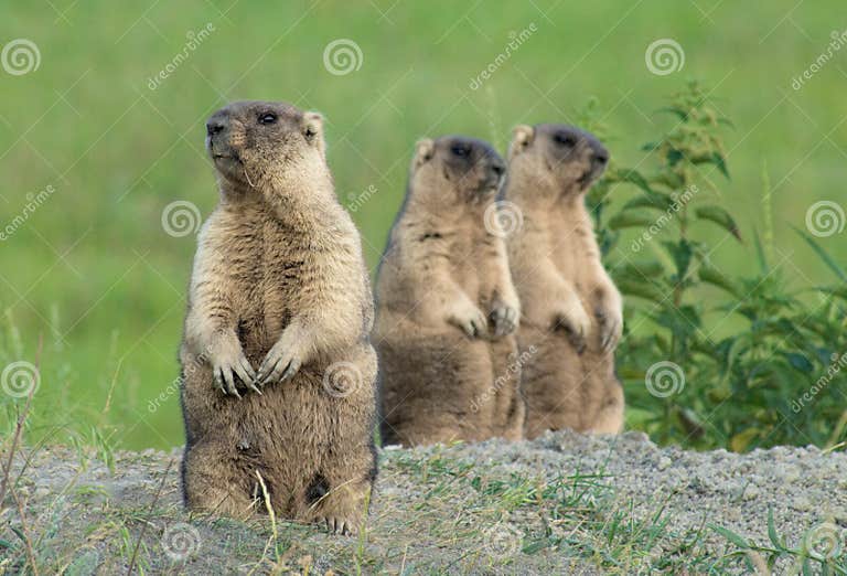 Marmot in meadow stock image. Image of claws, field, grounddog - 16541509