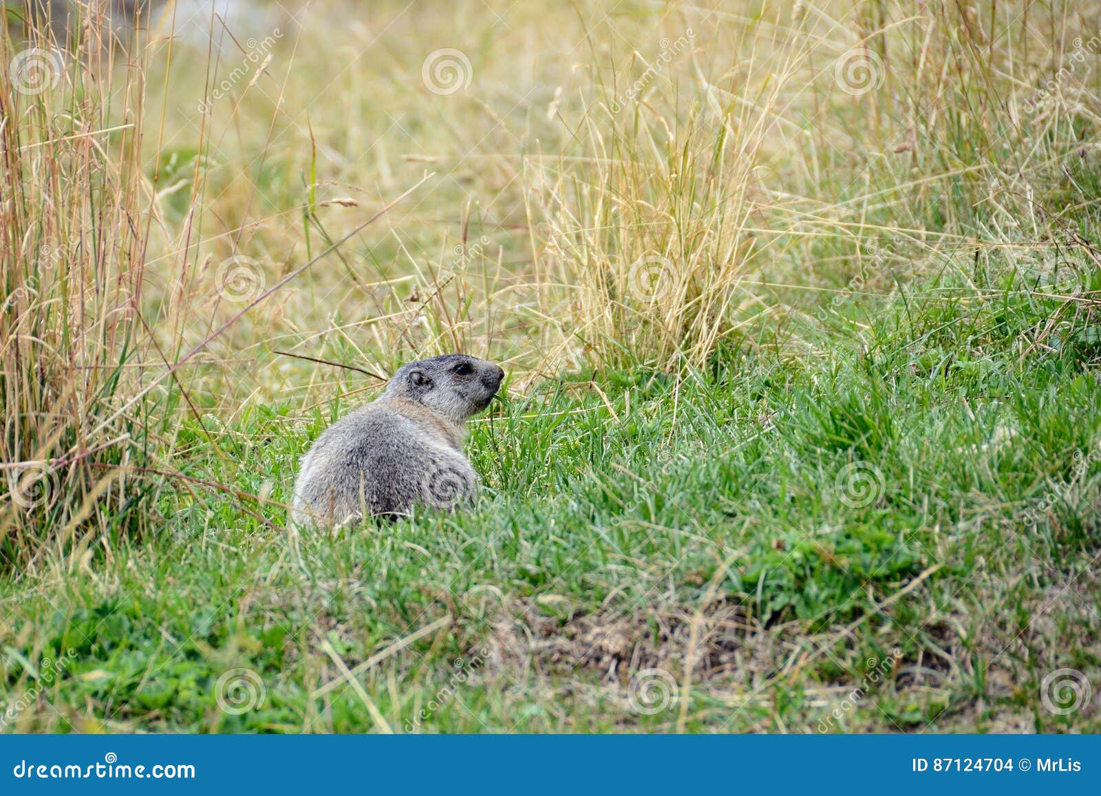 Marmot in the Meadow, Aosta Valley, Italy Stock Photo - Image of rodent ...