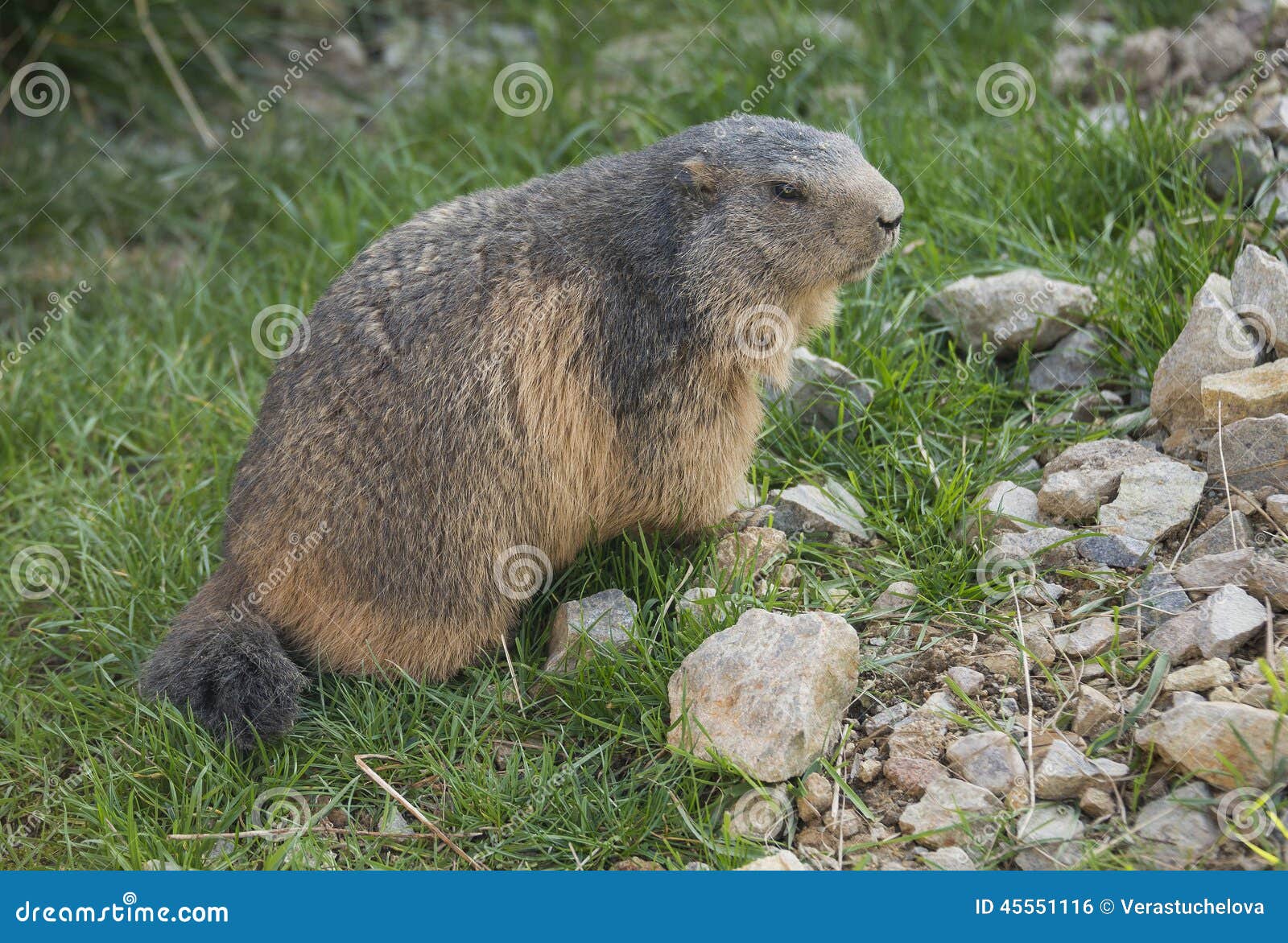 Marmot stock photo. Image of green, environment, mammal - 45551116