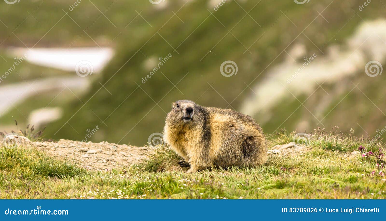 Marmot in mountain stock photo. Image of alert, wildlife - 83789026