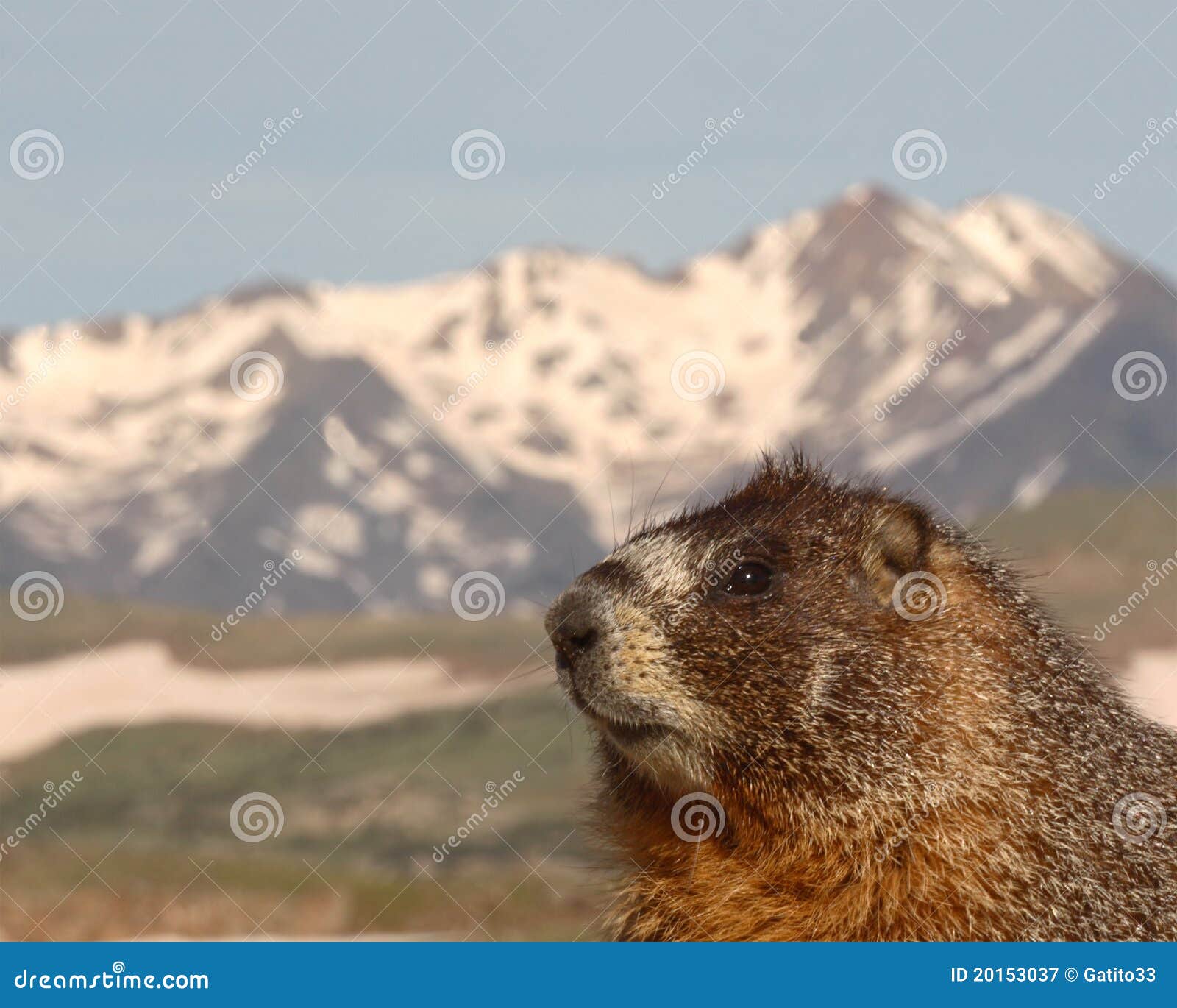 Marmot with Mountain View stock image. Image of rock - 20153037