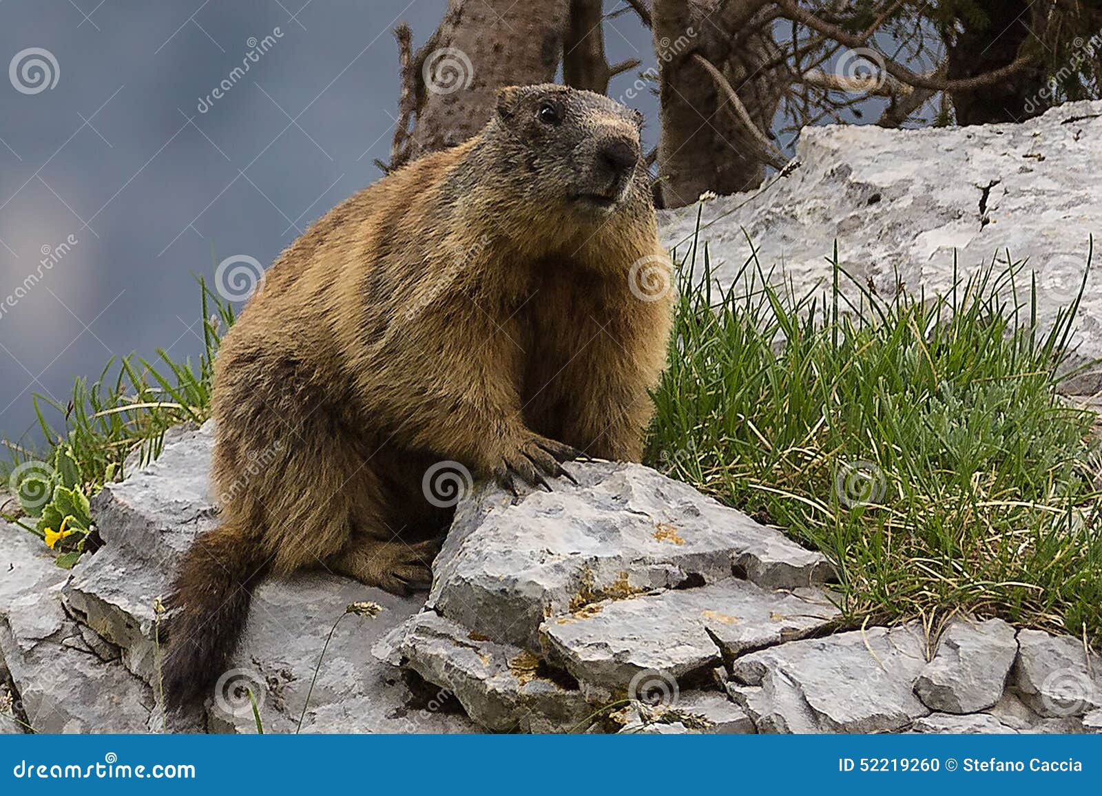 Marmot stock photo. Image of close, mammals, italy, mountain - 52219260