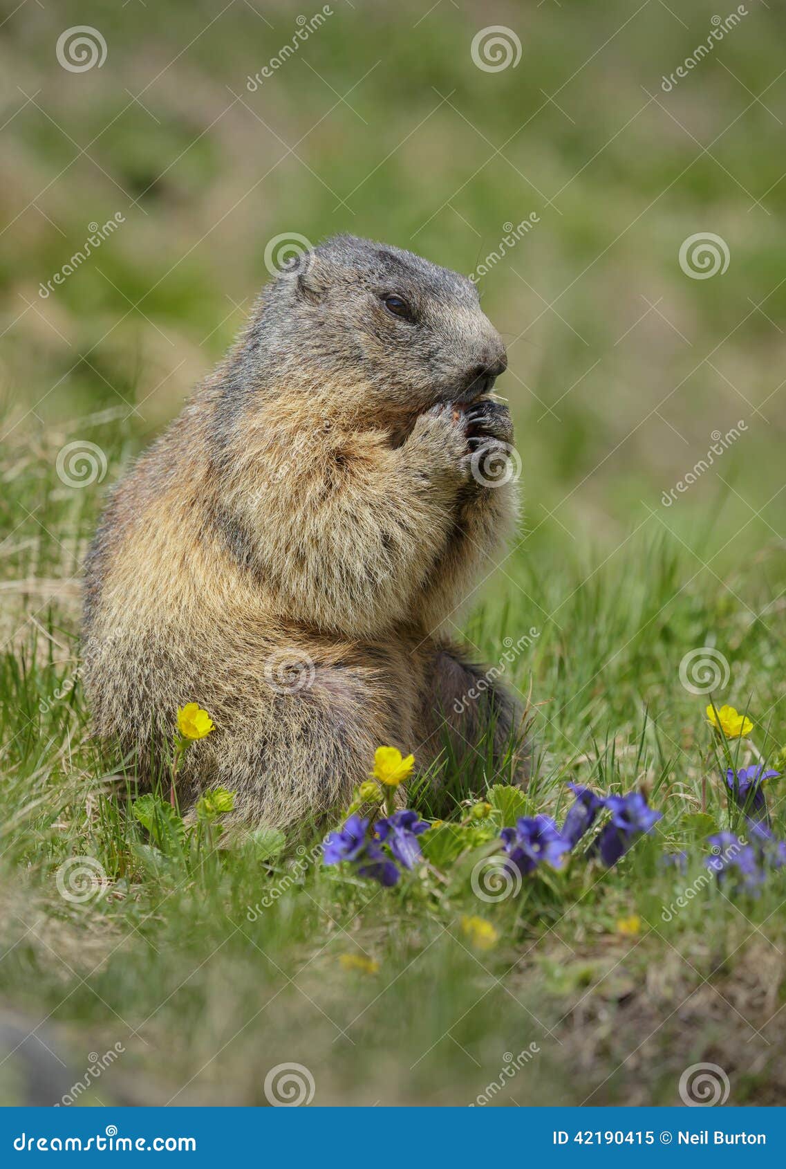 Marmot munching stock image. Image of outdoor, furry - 42190415