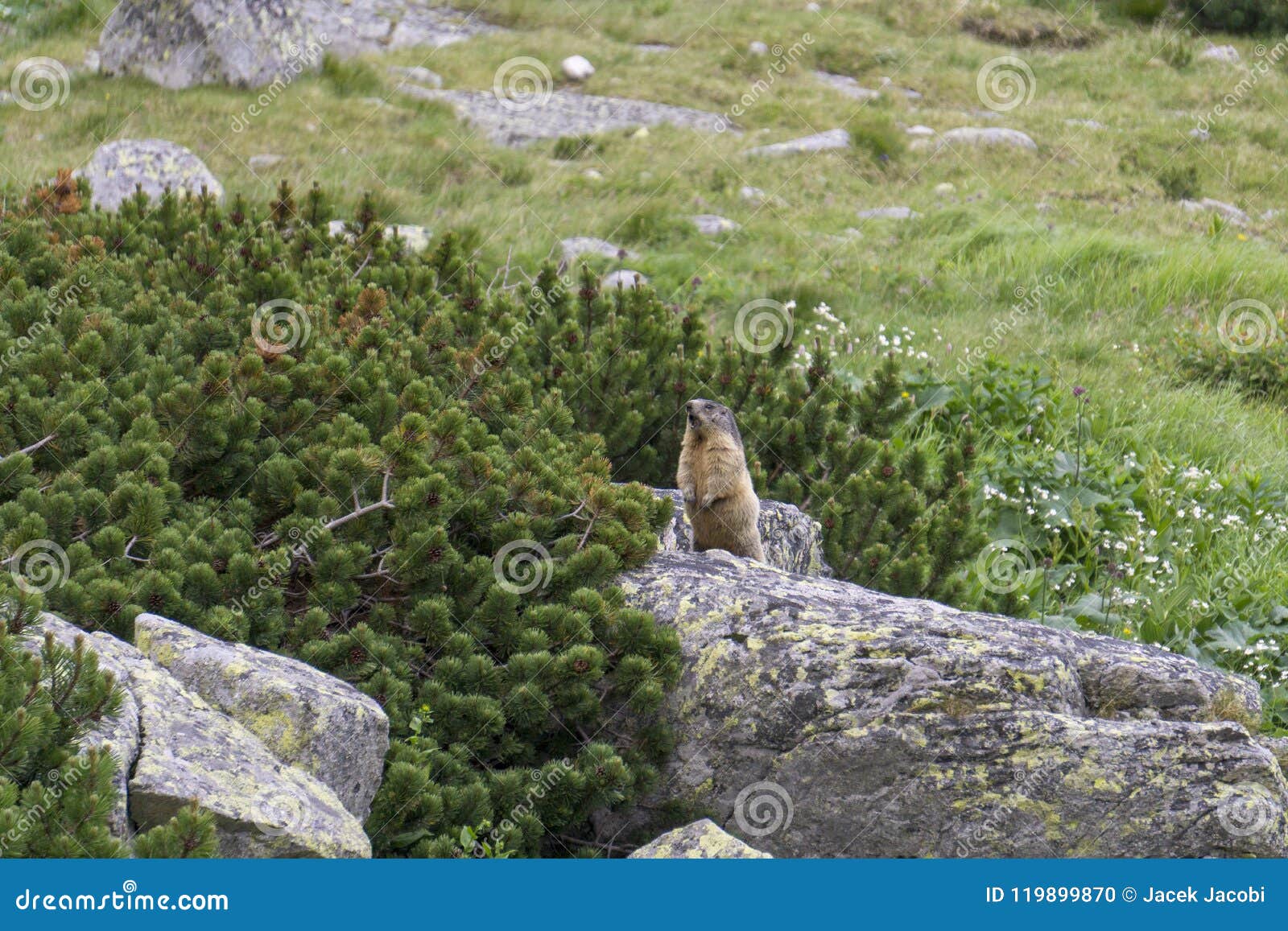 Marmot in the Natural Environment. Tatra Mountains. Poland. Stock Photo ...