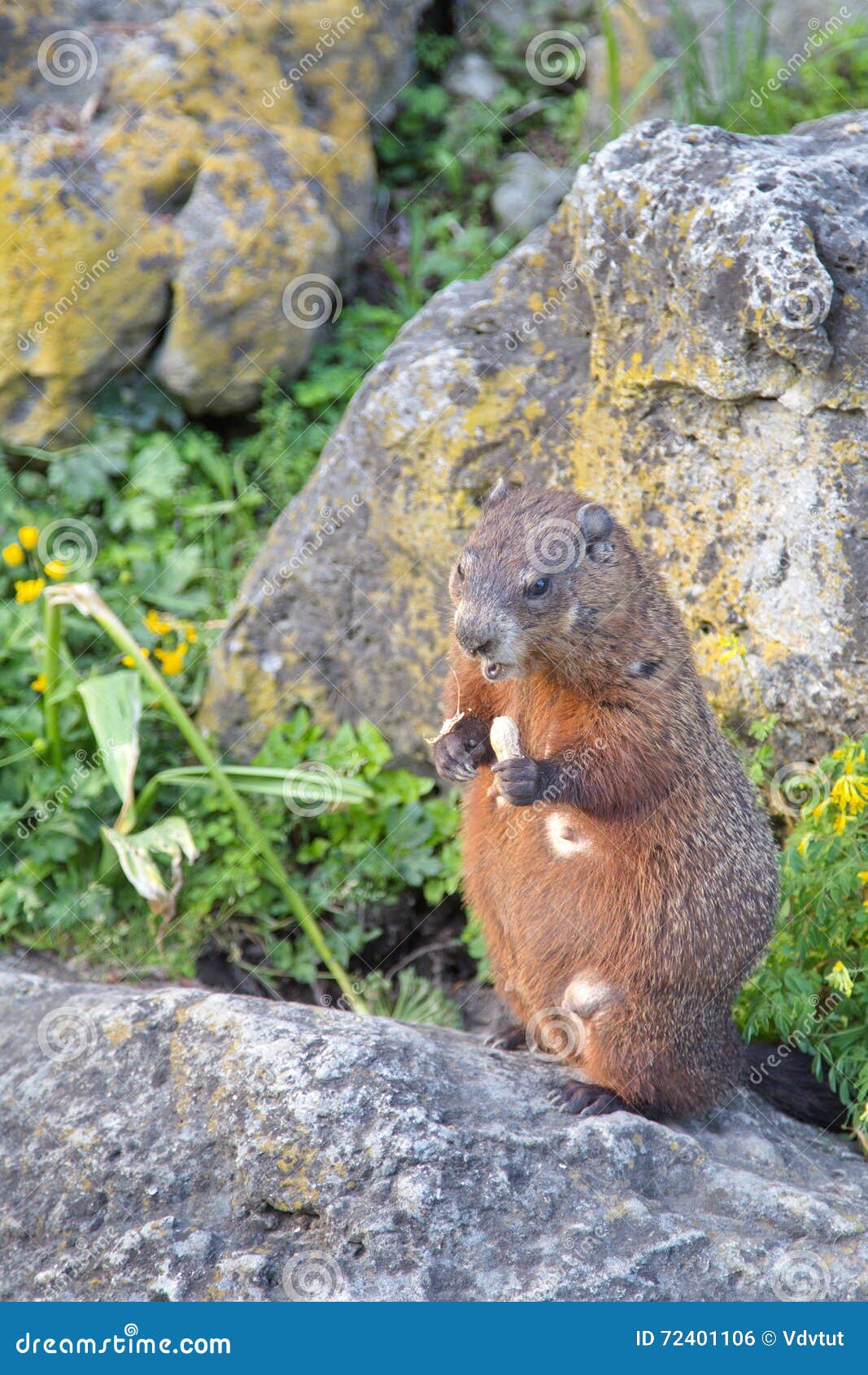 Marmot in park stock photo. Image of lunch, outdoor, color - 72401106