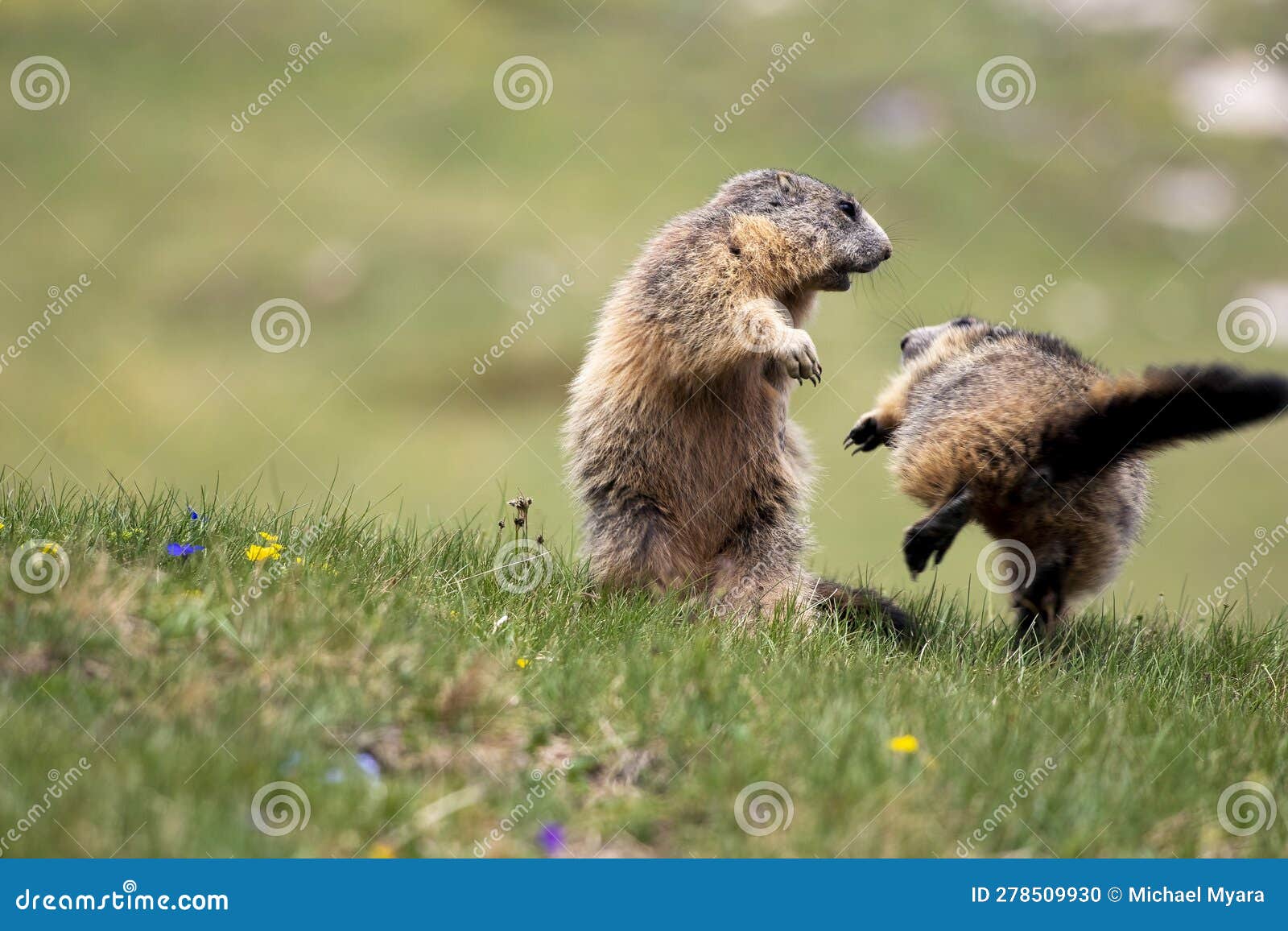 Marmot Playing in the French Alps Stock Photo - Image of prairie, deer ...
