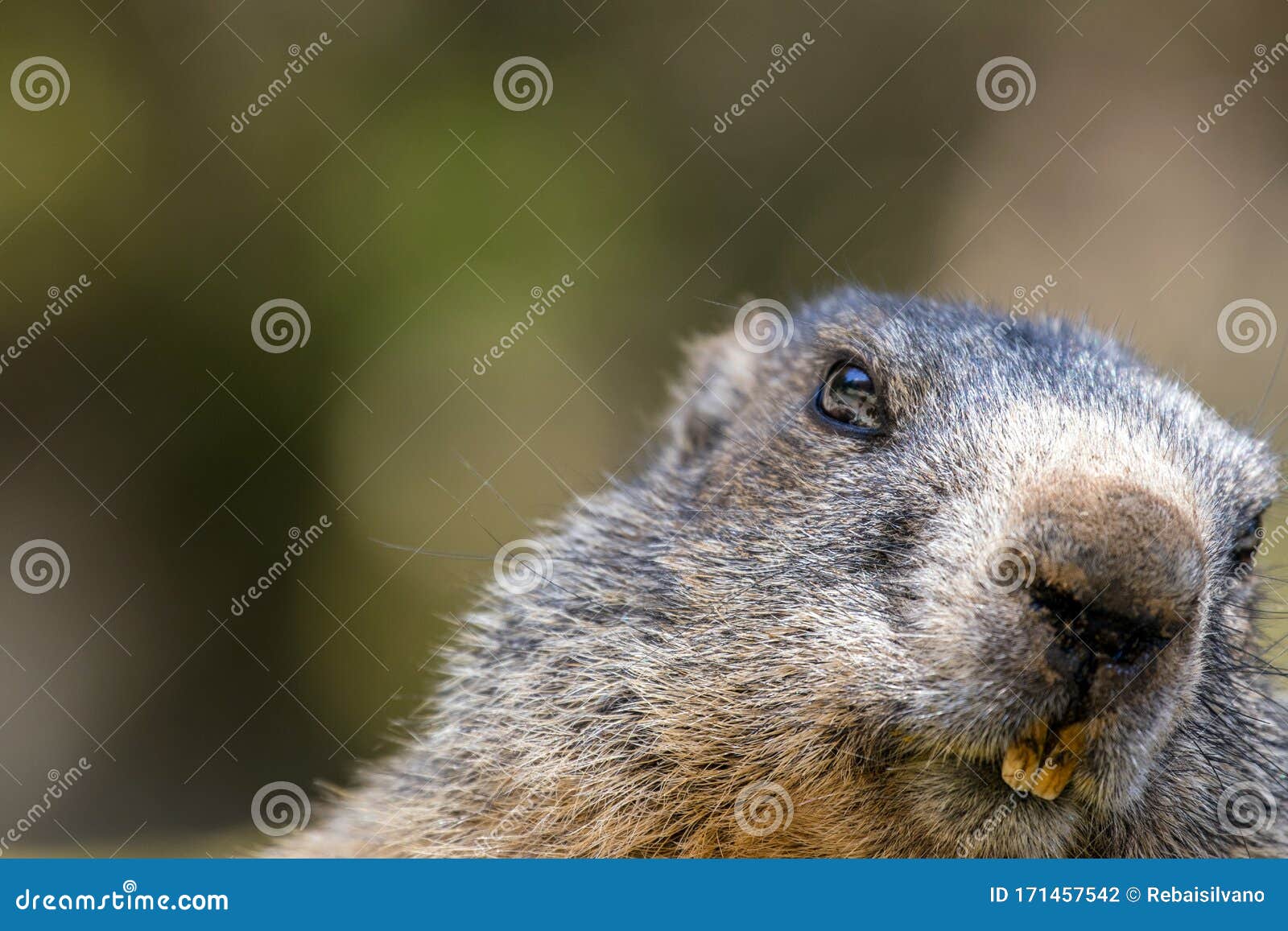 Marmot portrait stock photo. Image of puppy, spring - 171457542