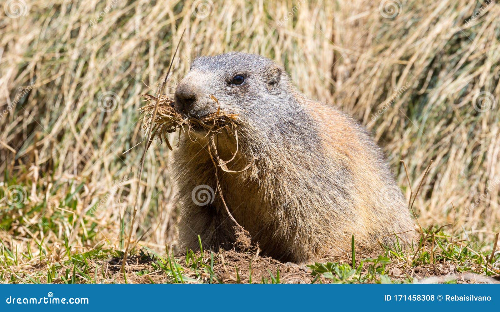 Marmot portrait stock photo. Image of park, gnawing - 171458308
