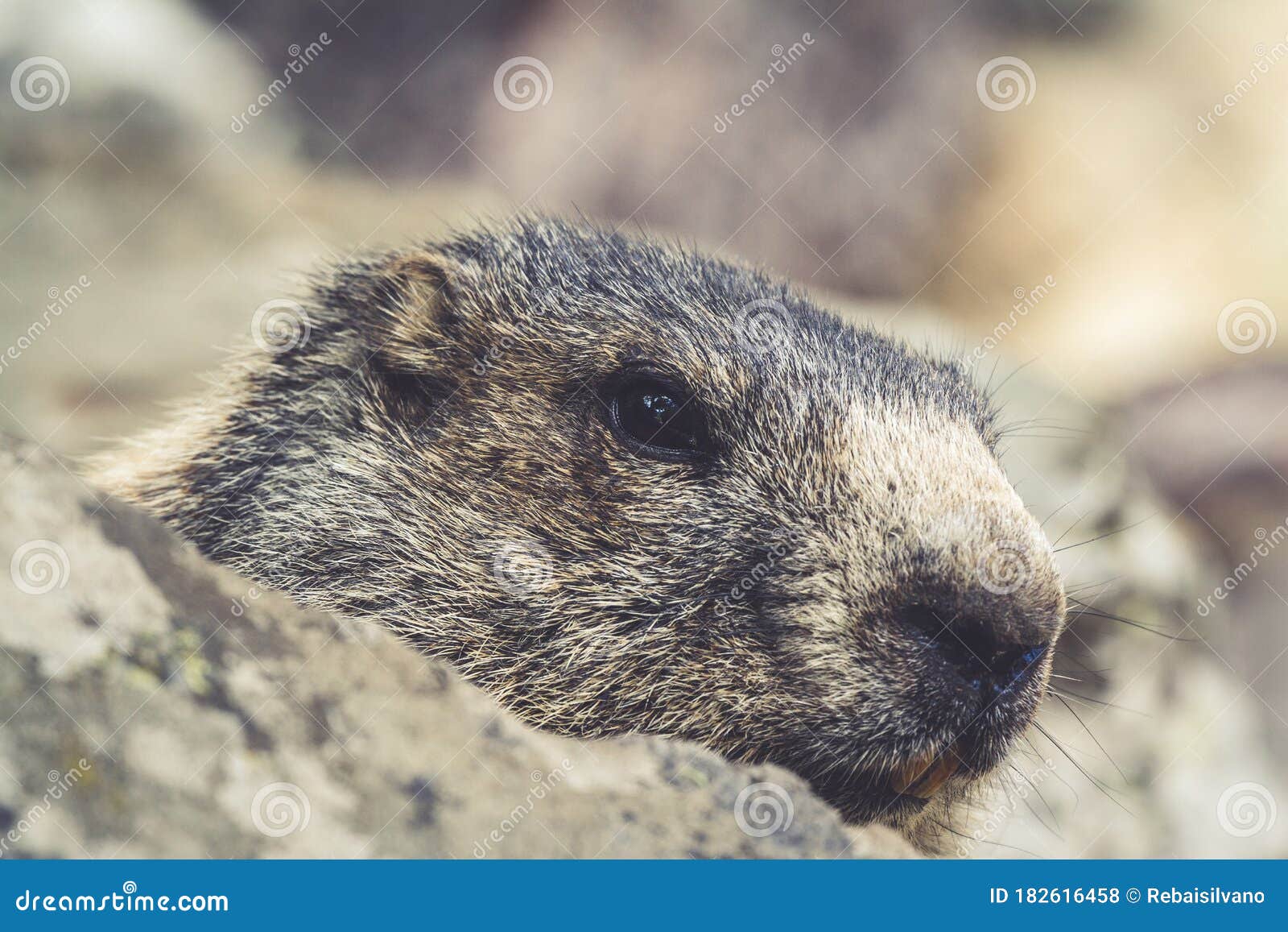 Marmot portrait stock photo. Image of wildlife, small - 182616458