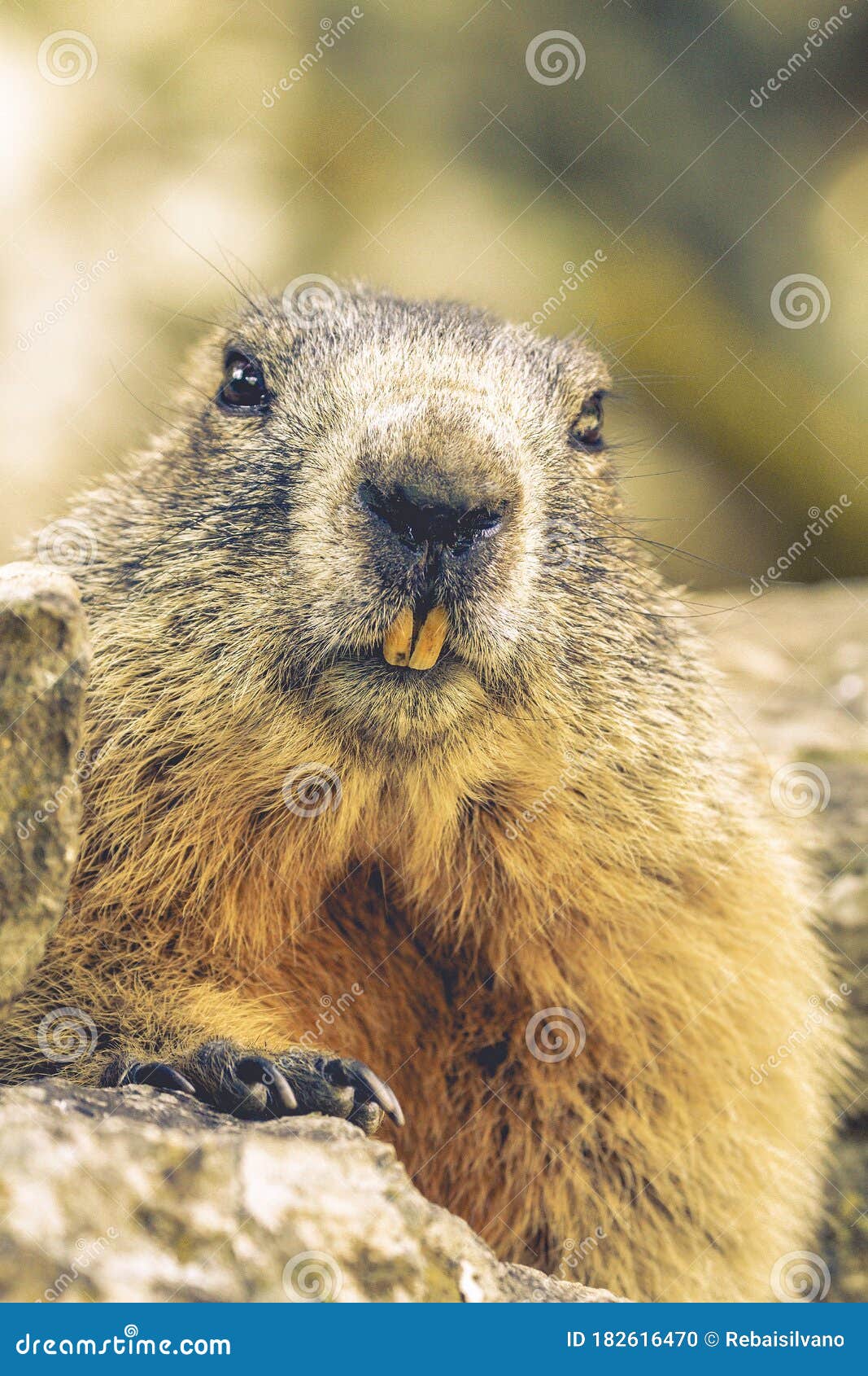Marmot portrait stock photo. Image of animal, park, small - 182616470