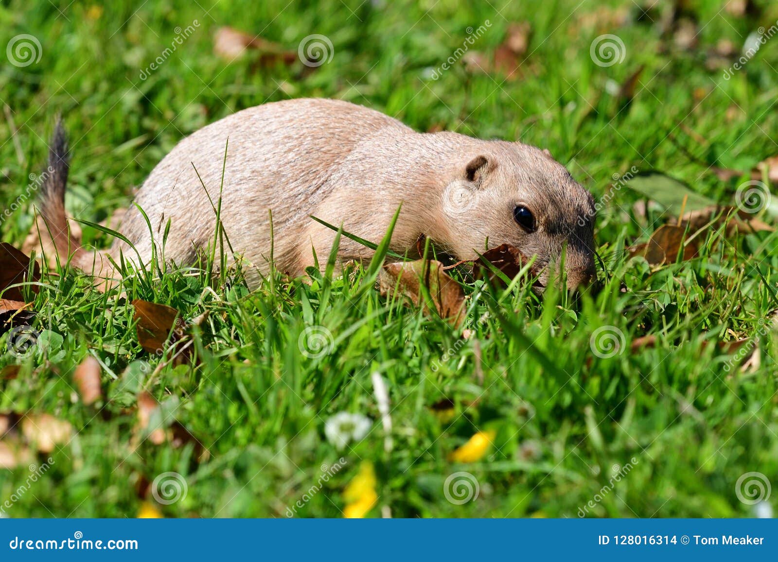Marmot stock photo. Image of side, outdoors, natural - 128016314