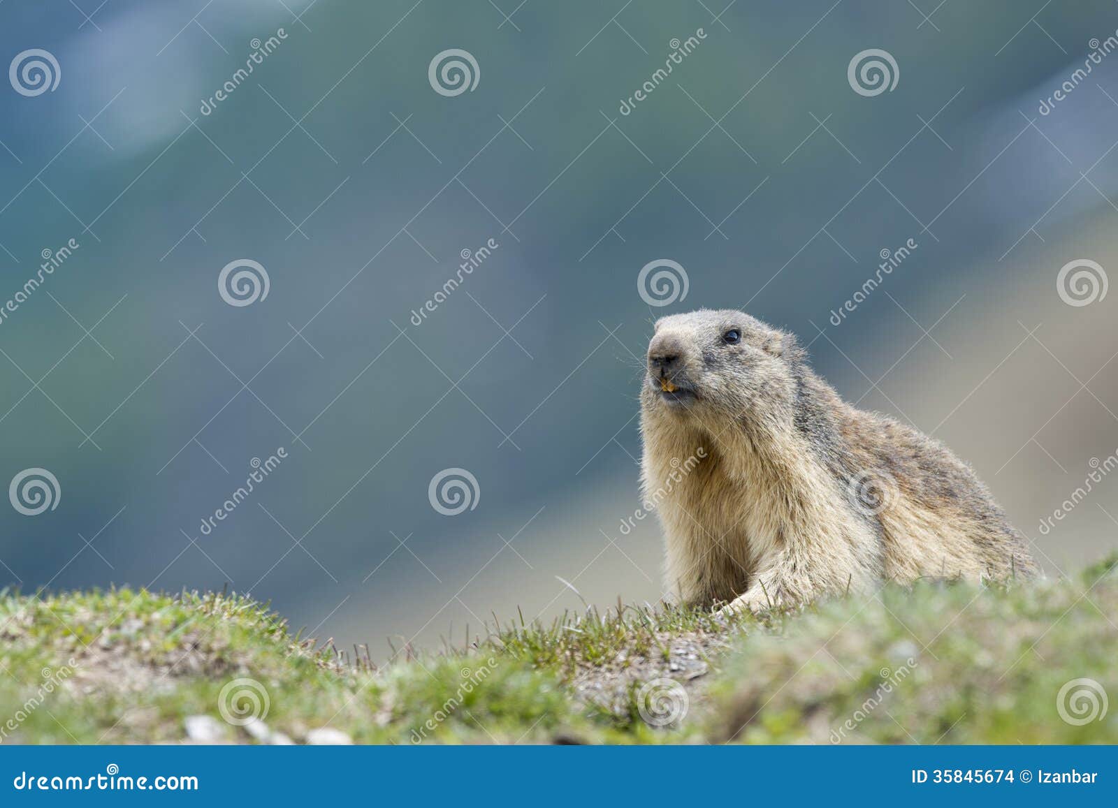 Marmot portrait stock photo. Image of marmot, rodent - 35845674