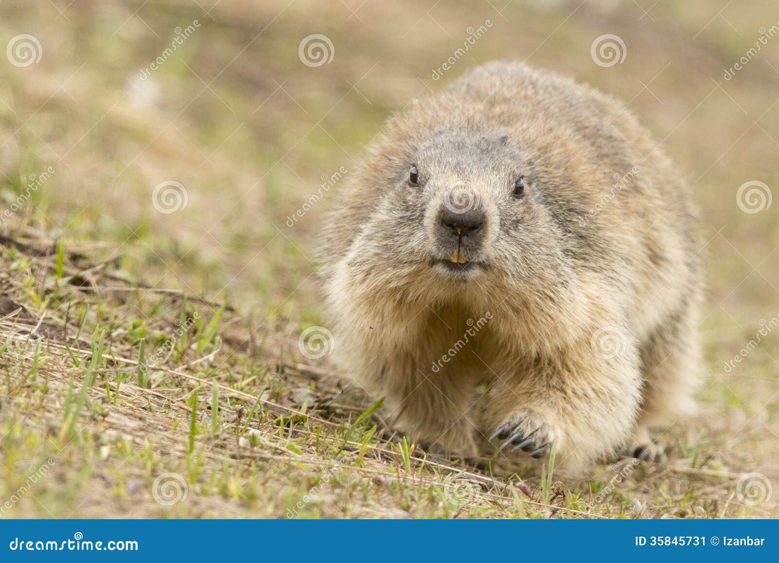 Marmot portrait stock image. Image of head, grass, wild - 35845731