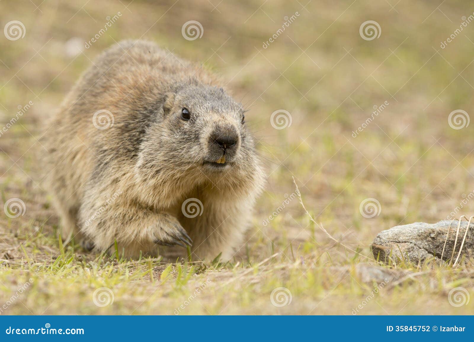 Marmot portrait stock photo. Image of small, brown, groundhog - 35845752
