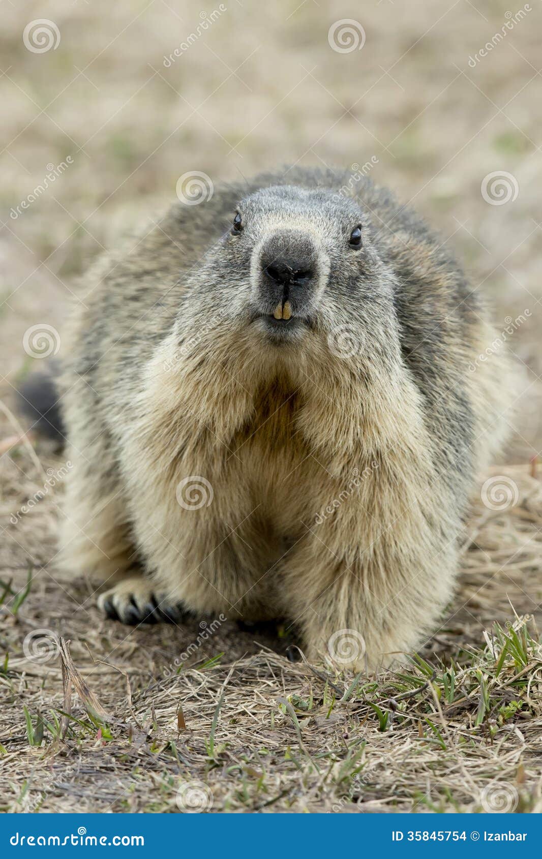 Marmot portrait stock photo. Image of little, snow, mammal - 35845754