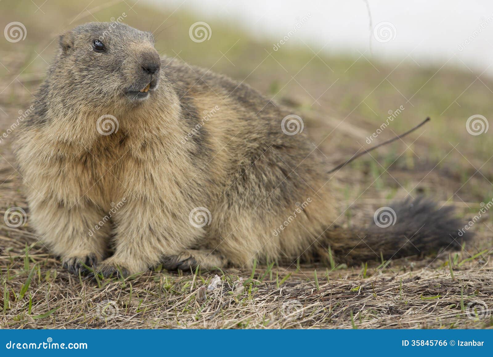 Marmot portrait stock photo. Image of snow, grass, wild - 35845766